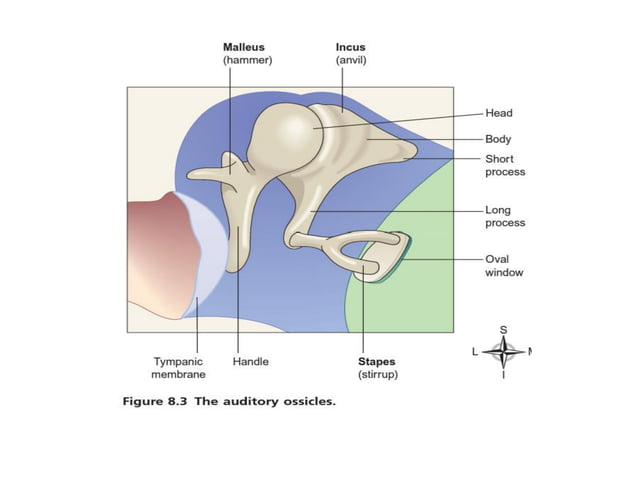Sensory system, ear,eye anatomy | PDF