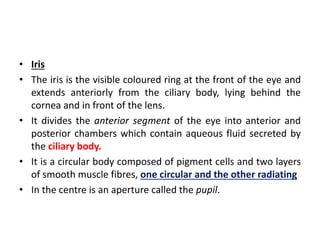Sensory system, ear,eye anatomy | PDF