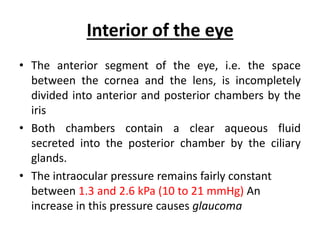 Sensory system, ear,eye anatomy | PDF