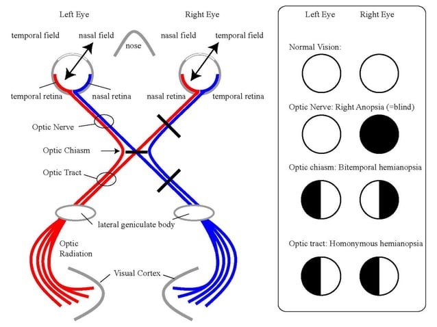 Sensory system, ear,eye anatomy | PDF