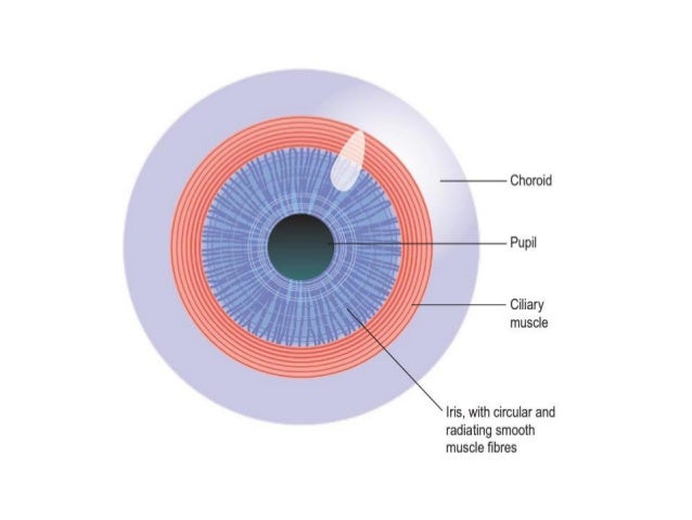 Sensory system, ear,eye anatomy