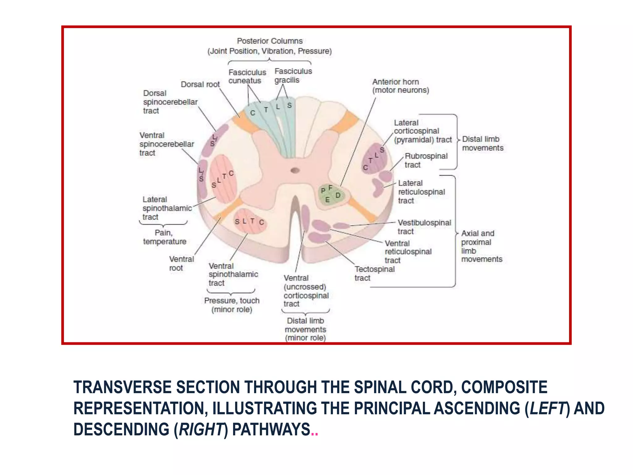 Sensory system examination | PPTX