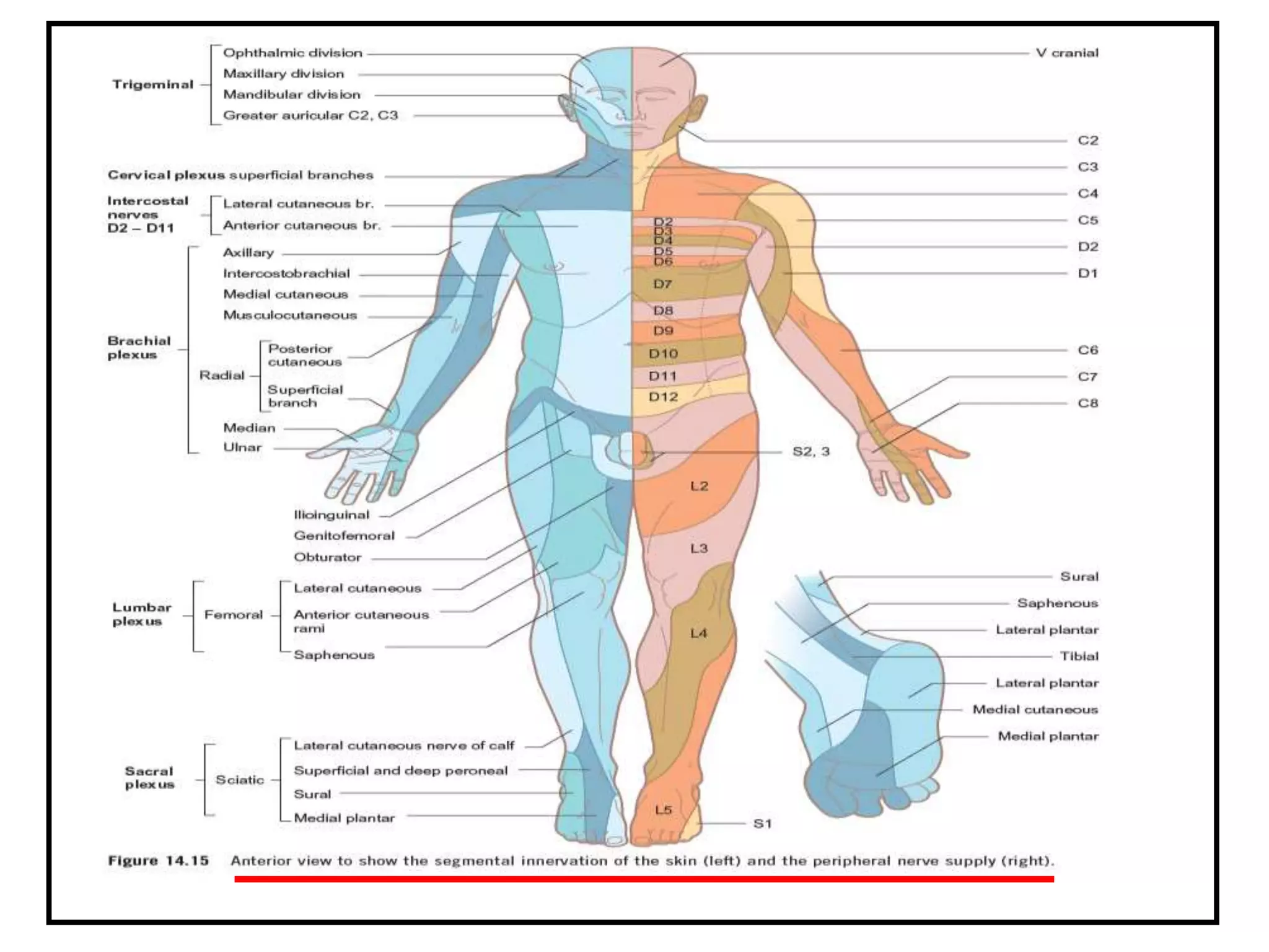 Sensory system examination | PPTX