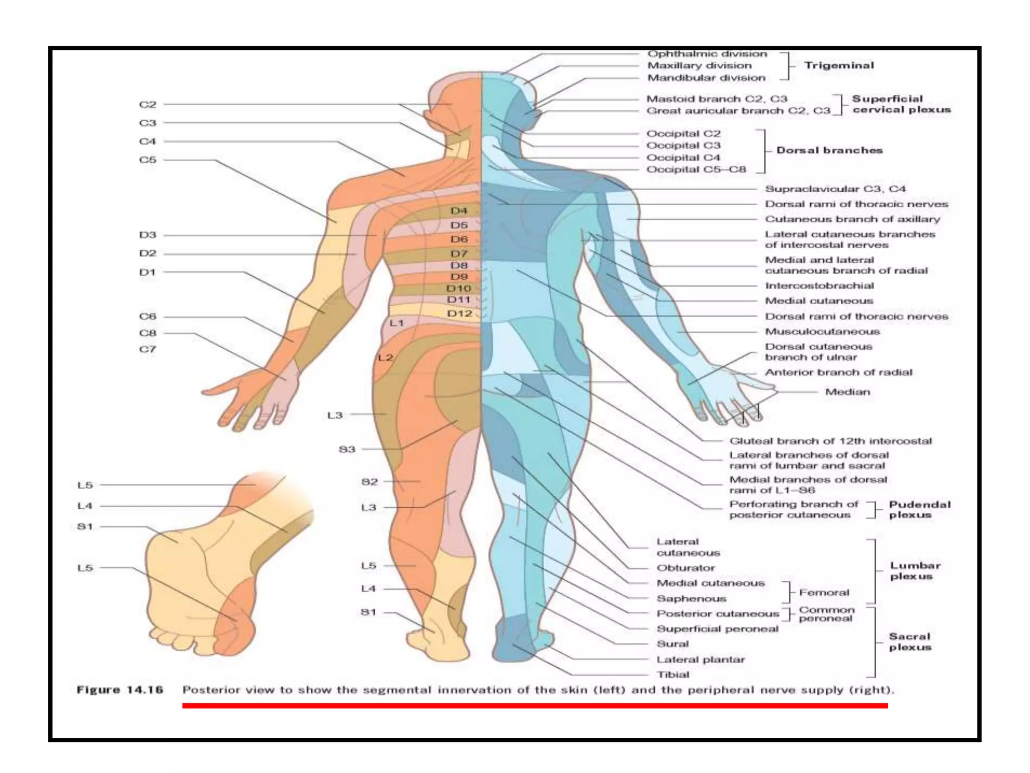 Sensory system examination | PPTX