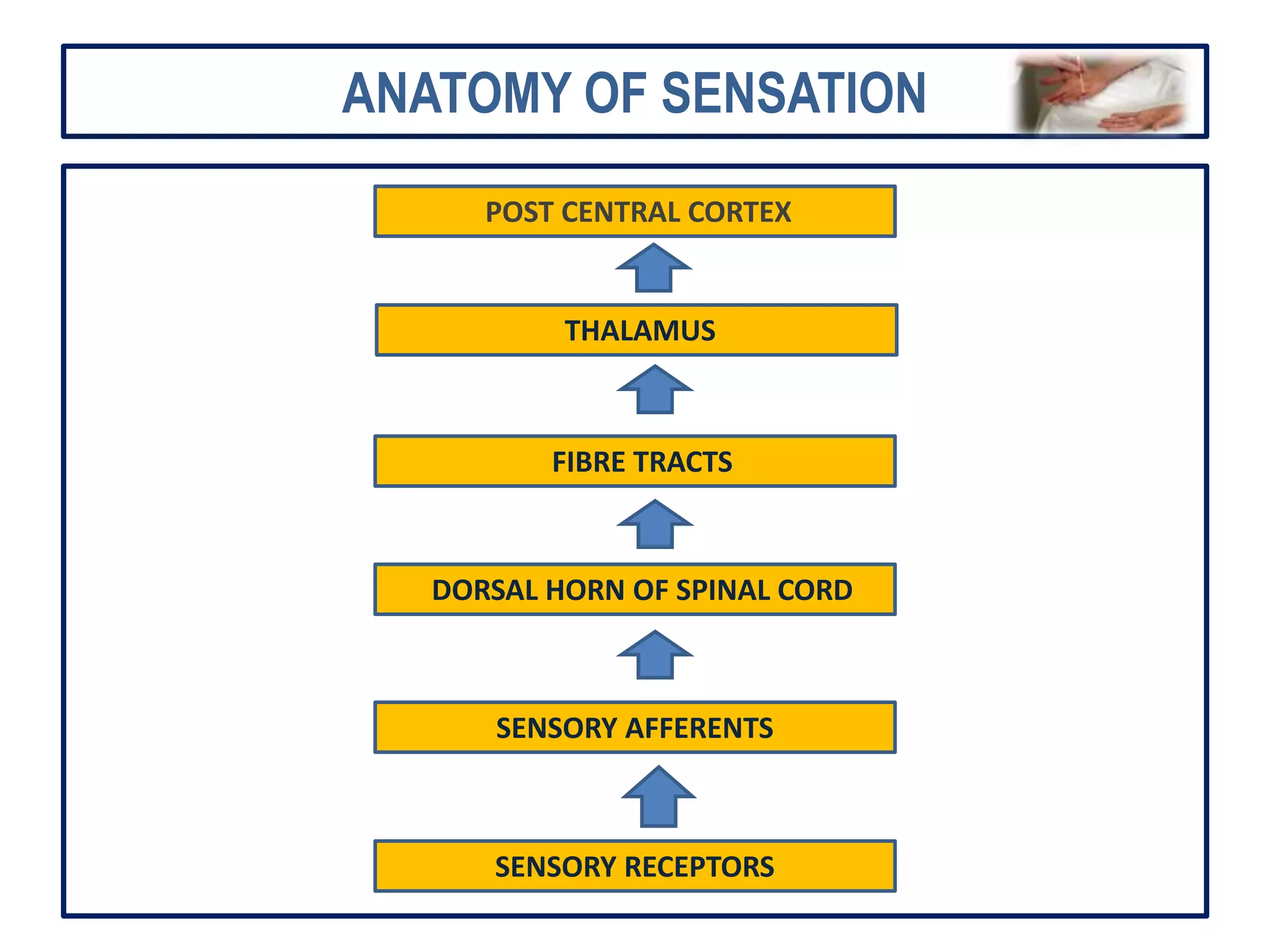 Sensory system examination | PPTX