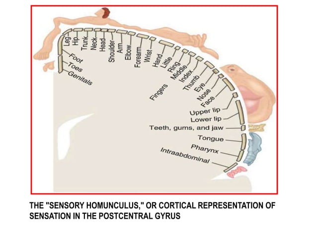 Sensory system examination | PPTX | Brain and Nervous System Disorders ...