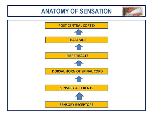 Sensory system examination | PPTX | Brain and Nervous System Disorders ...
