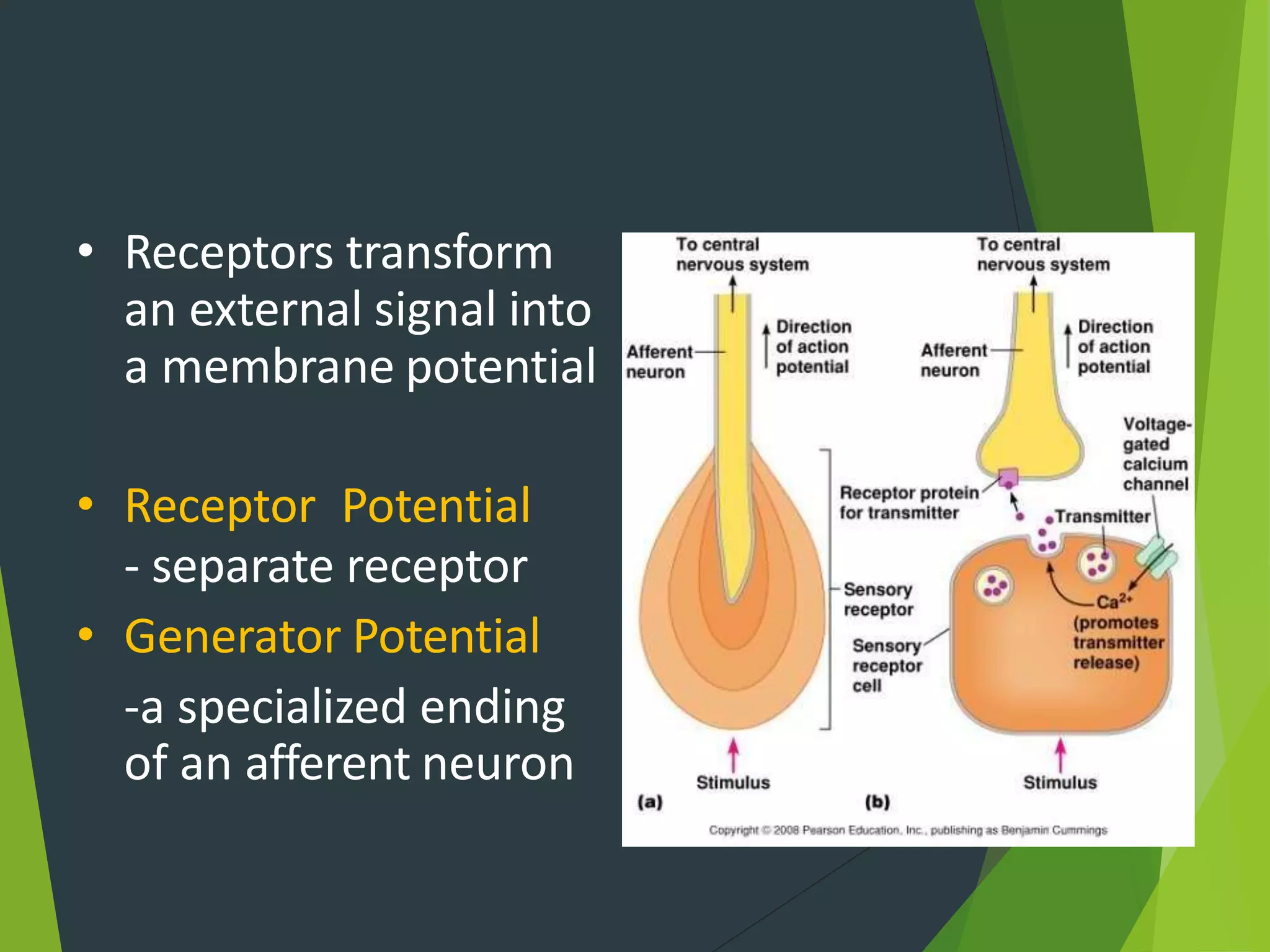 physiology of Sensory nervous system, updated 2021 | PPTX