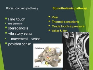 physiology of Sensory nervous system, updated 2021 | PPTX
