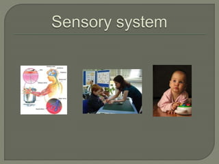 Sensory system review | PPT
