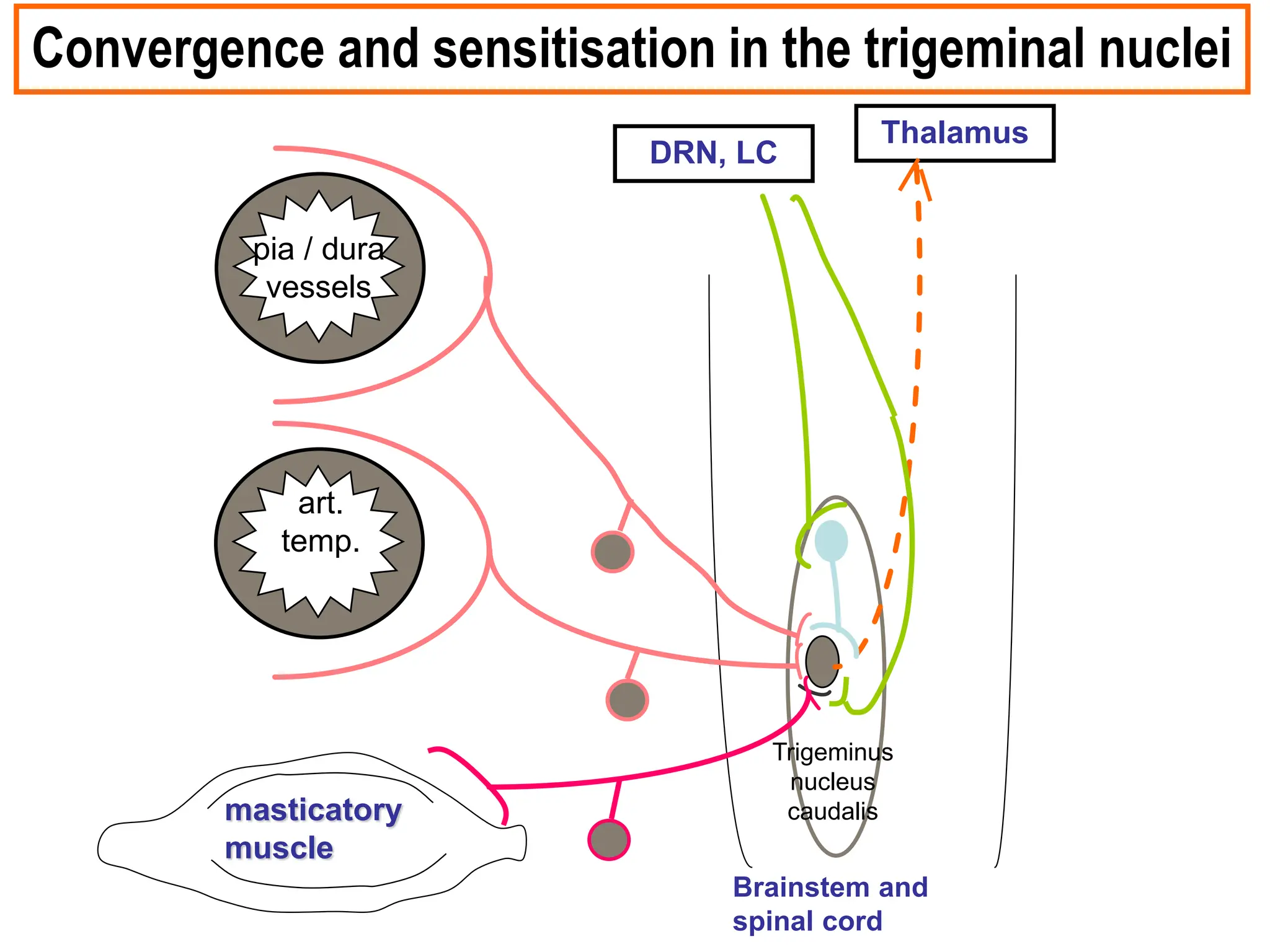 Sensory system assessment - Sensory system assessment | PPT