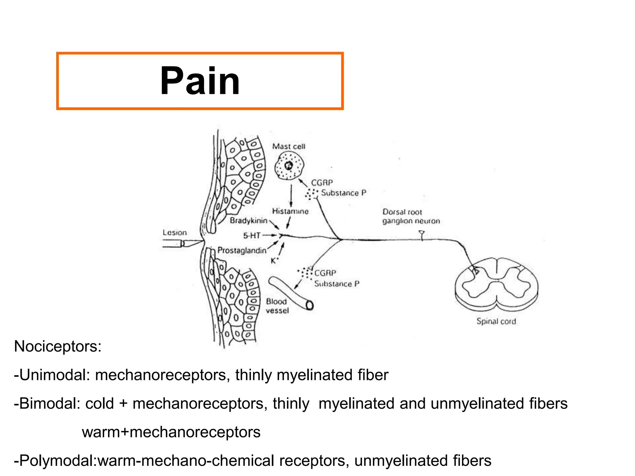 Sensory system assessment - Sensory system assessment | PPT