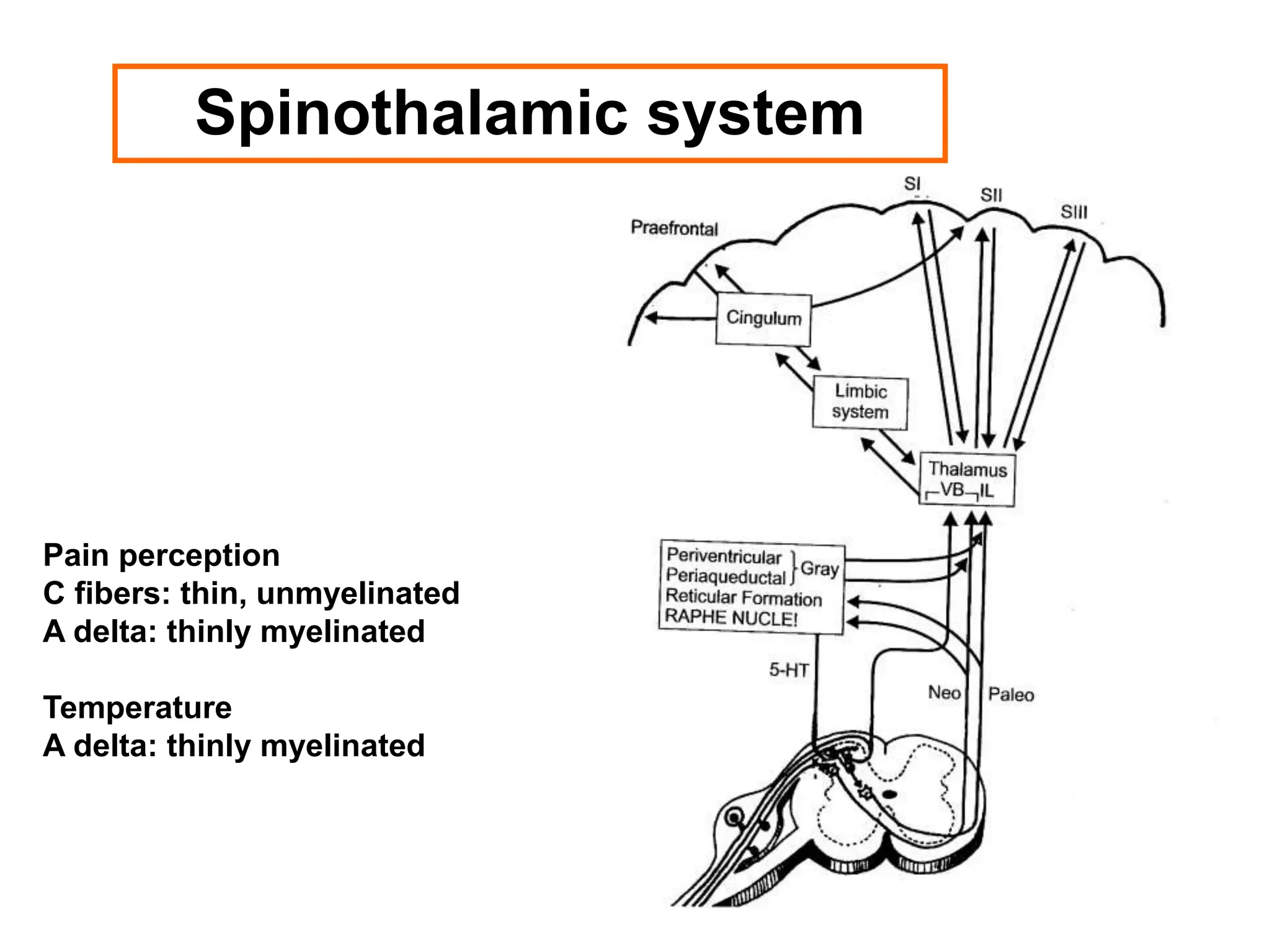 Sensory system assessment - Sensory system assessment | PPT