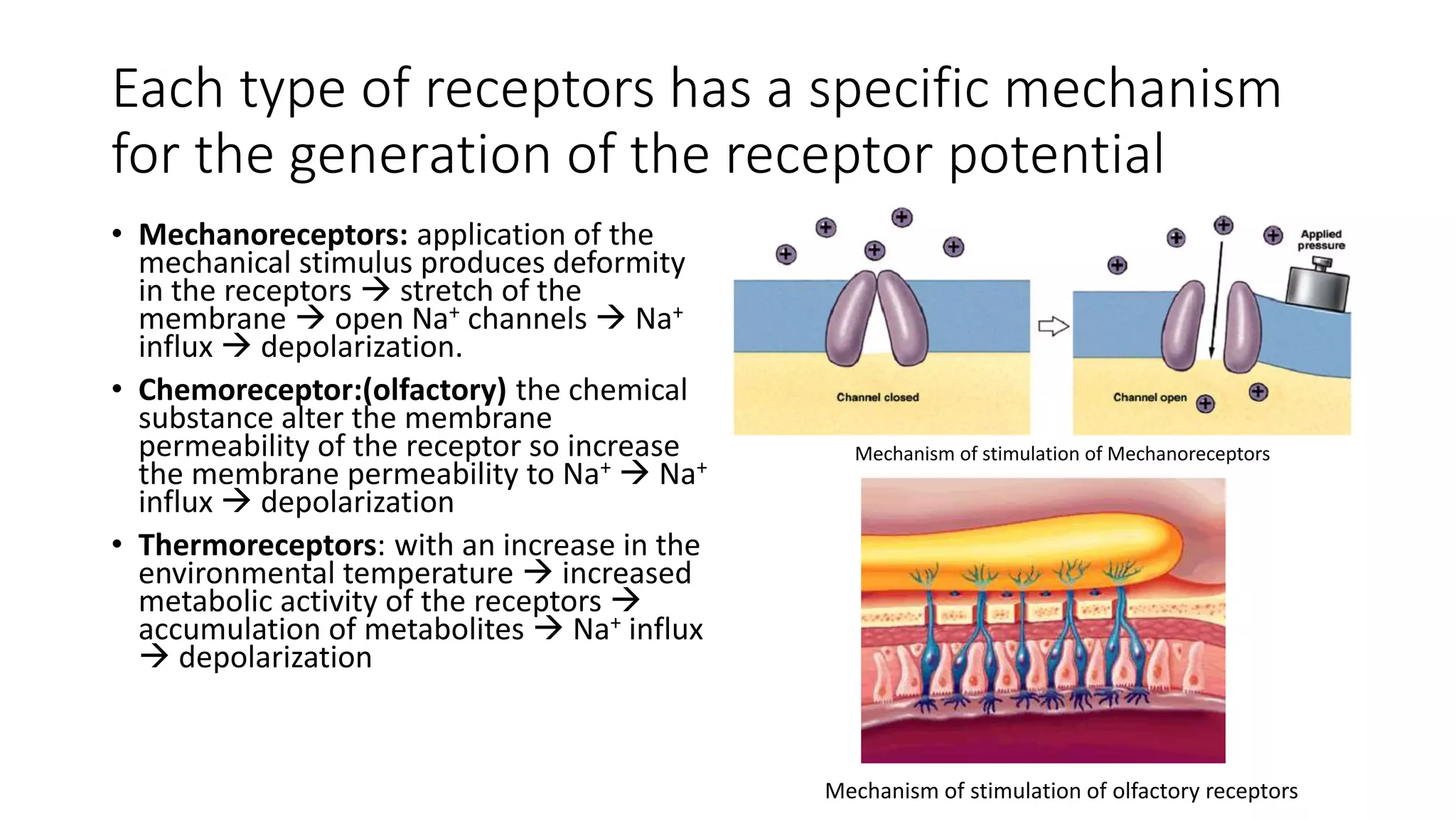 Sensory system receptors.hussein f.sakr
