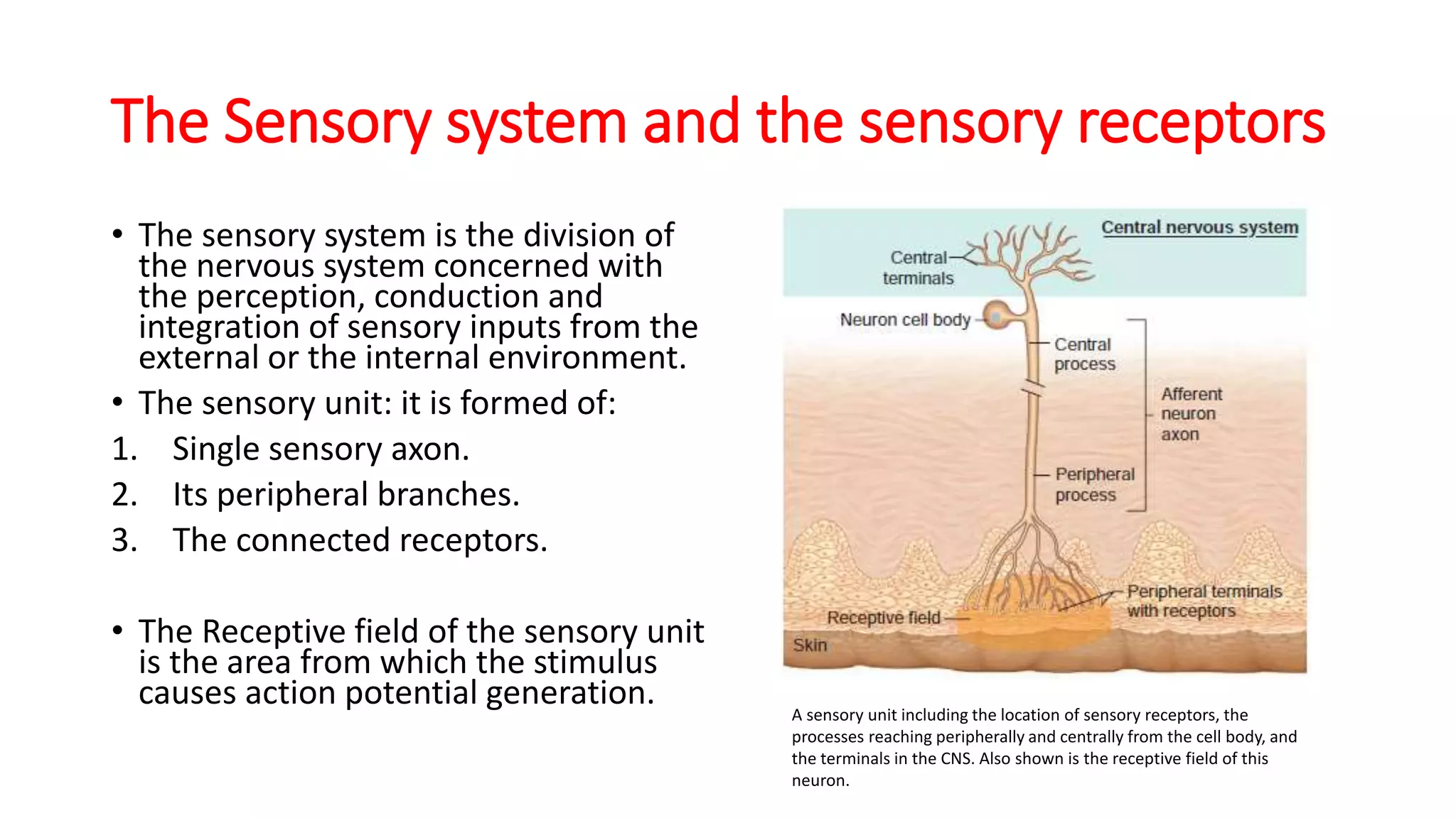 Sensory system receptors.hussein f.sakr