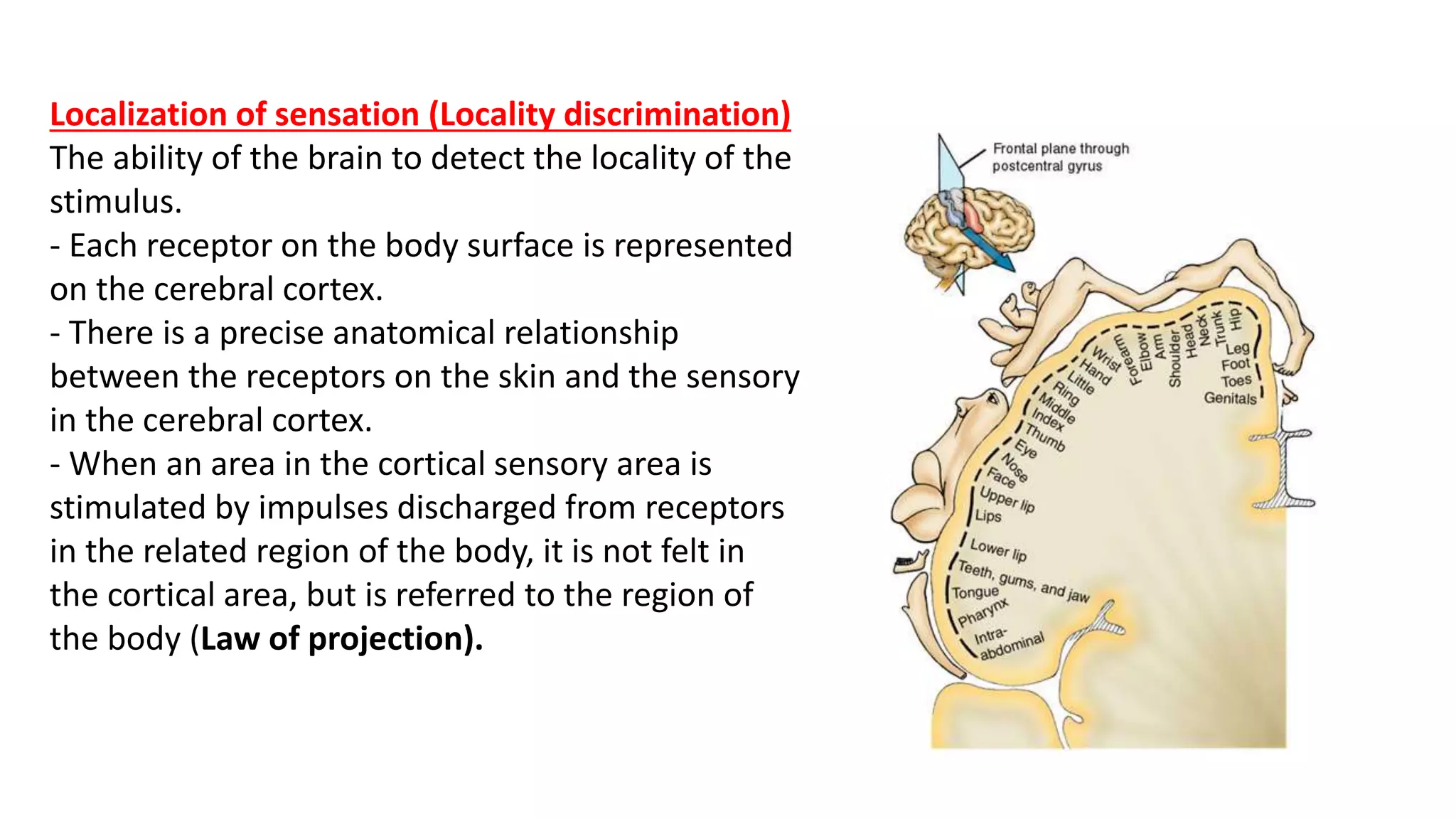 Sensory system receptors.hussein f.sakr
