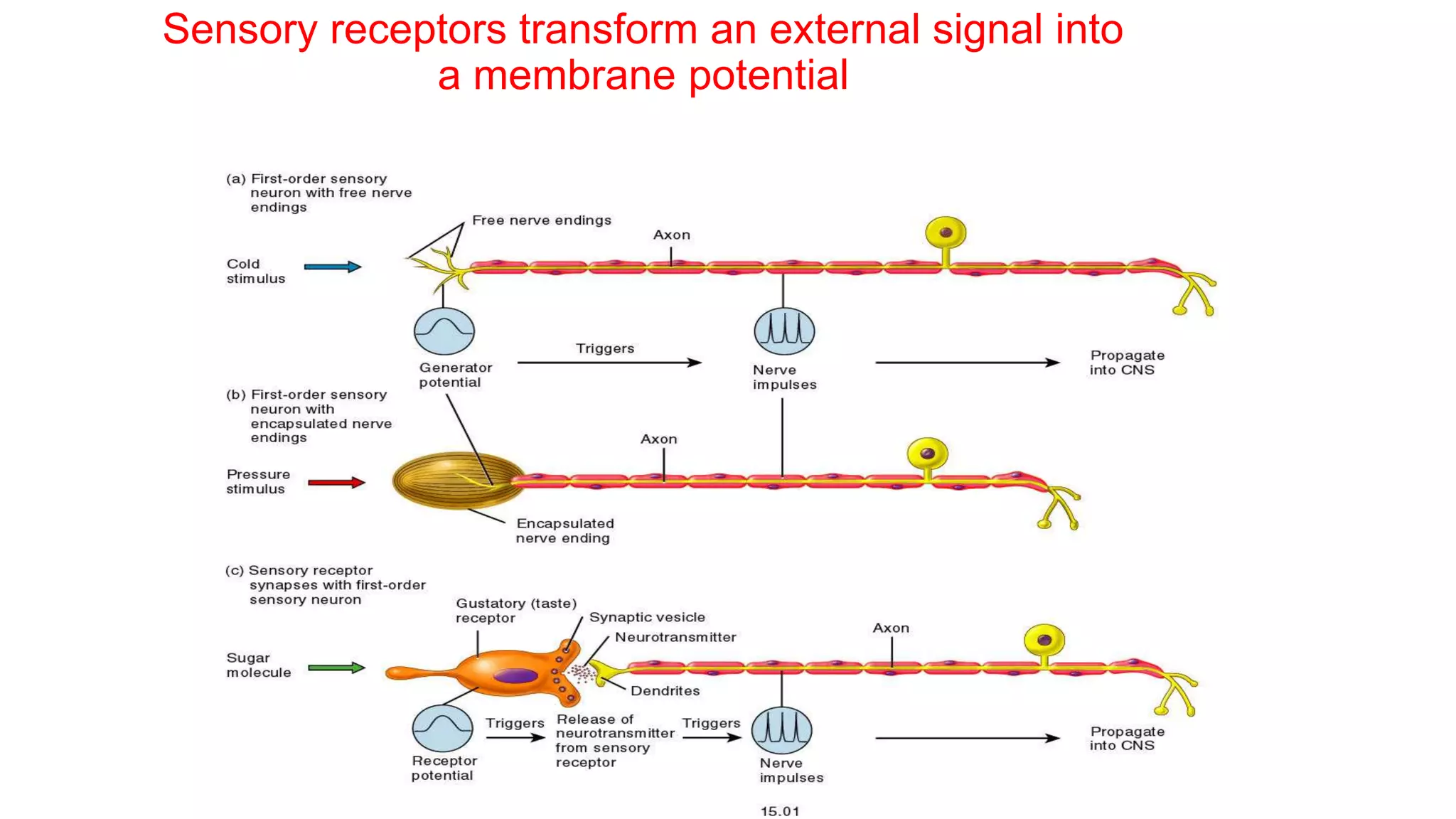 Sensory system receptors.hussein f.sakr