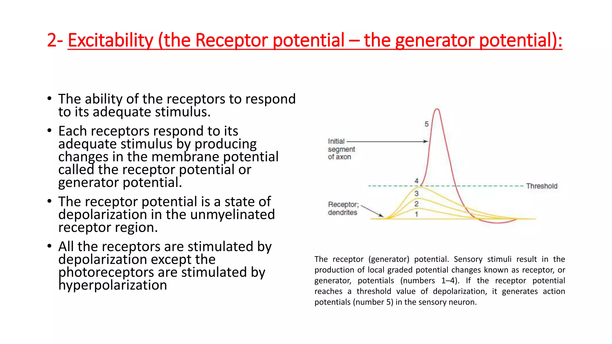 Sensory system receptors.hussein f.sakr