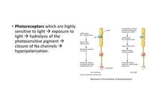 Sensory system receptors.hussein f.sakr