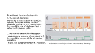 Sensory system receptors.hussein f.sakr