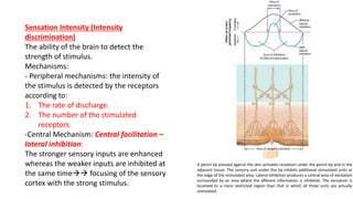 Sensory system receptors.hussein f.sakr