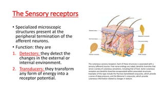 Sensory system receptors.hussein f.sakr