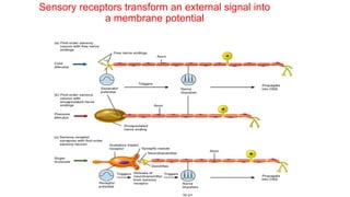 Sensory system receptors.hussein f.sakr