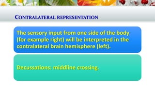 Sensory systems | PPSX