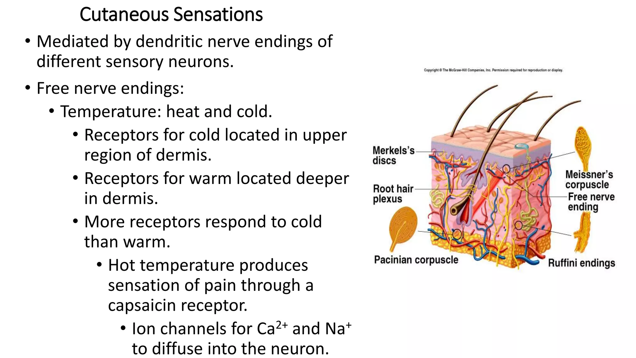 Sensory Systems.pptx