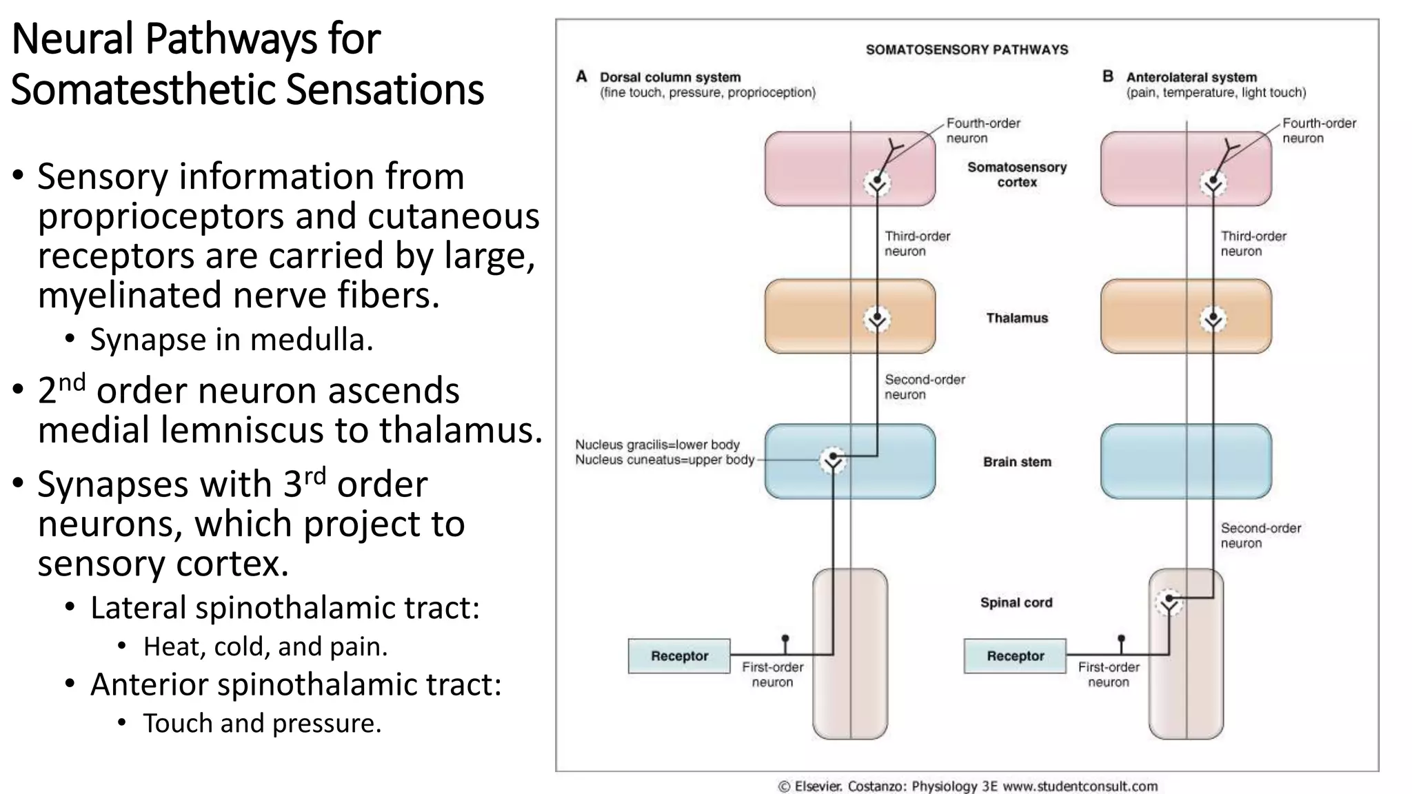 Sensory Systems.pptx
