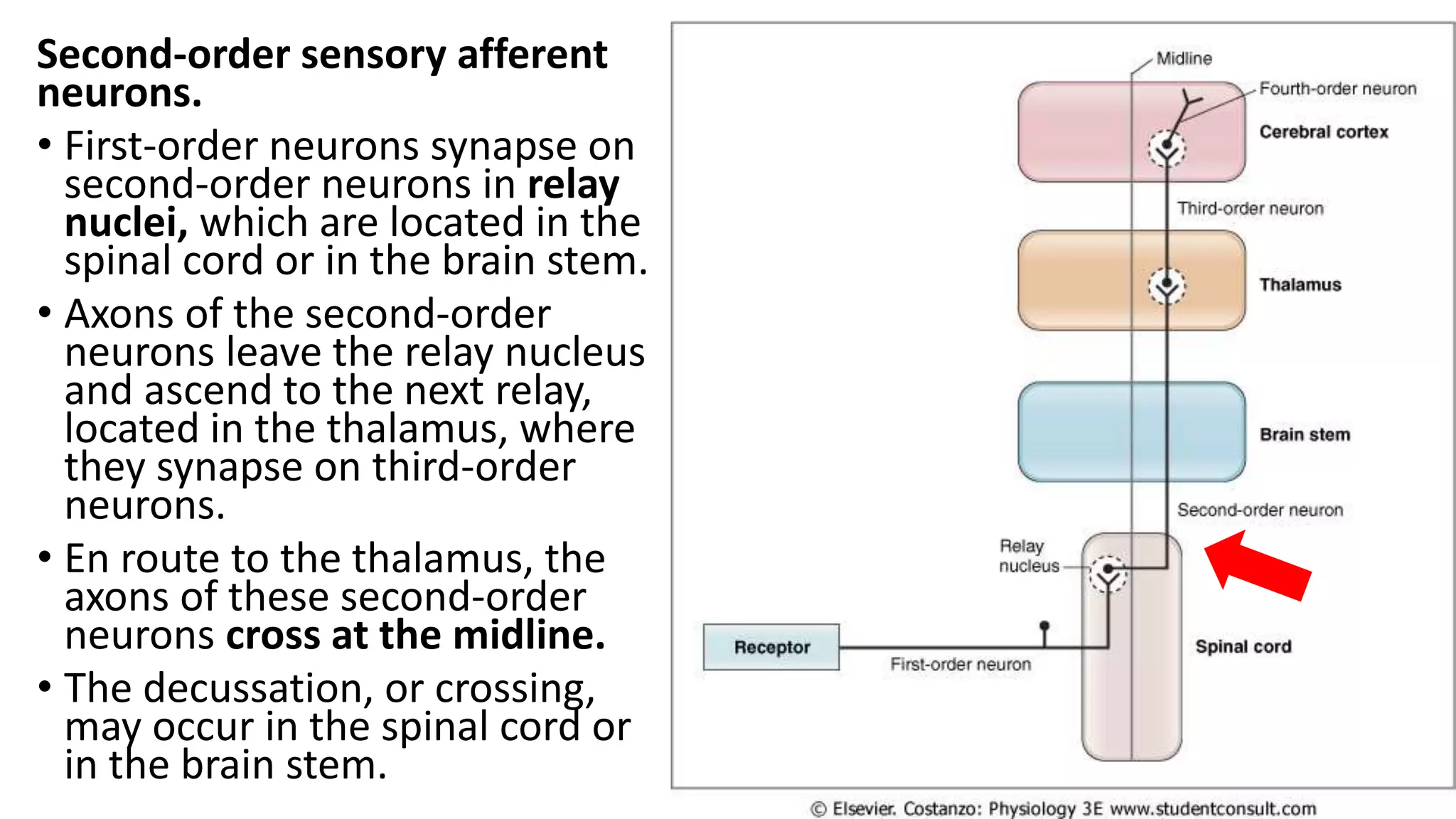 Sensory Systems.pptx