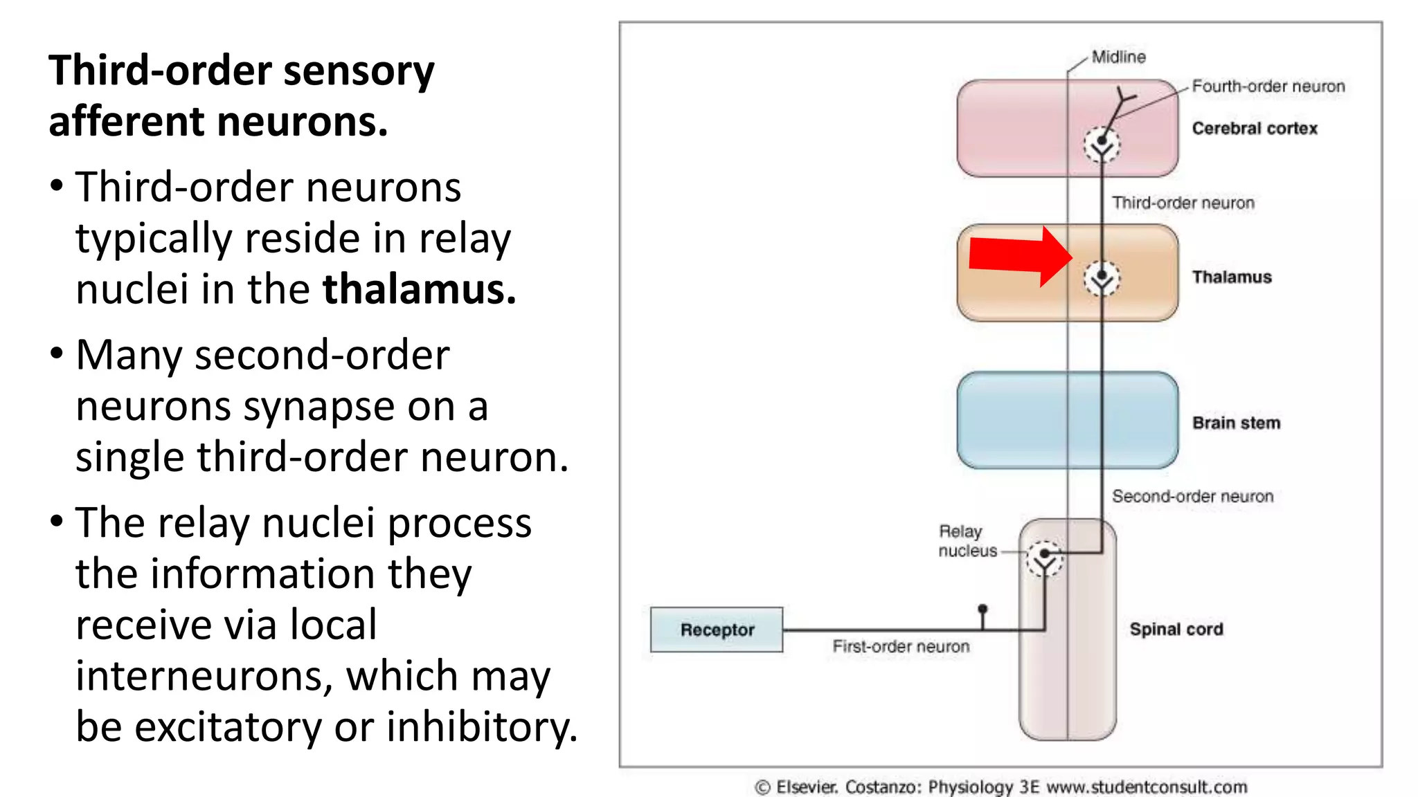Sensory Systems.pptx