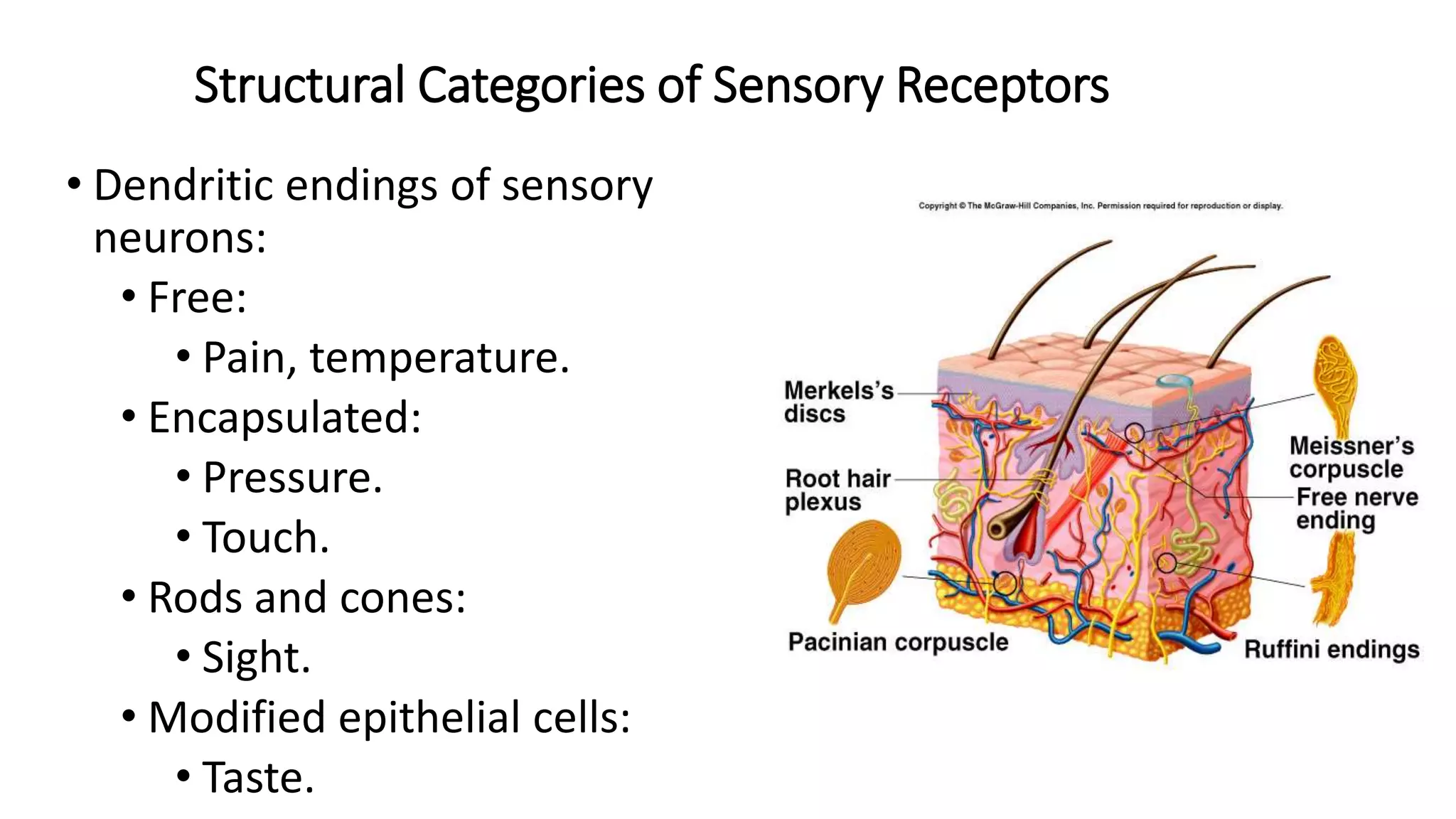 Sensory Systems.pptx