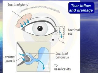 Sensory systems 2 | PPT
