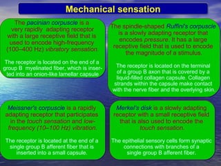 Sensory systems 3 | PPT