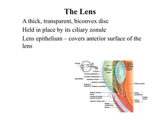 SIMPLIFIED VERSION OF THE SENSORY SYSTEMS | PPTX