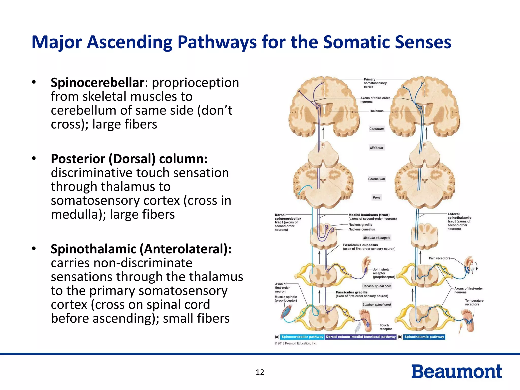 Sensory_Training_Presentation_2019_HO.pdf