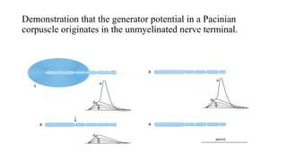 SENSORY TRANSDUCTION IN SKIN & PROPERTIES OF RECEPTOR (2).pptx