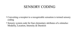 SENSORY TRANSDUCTION IN SKIN & PROPERTIES OF RECEPTOR (2).pptx