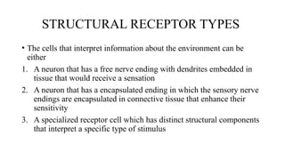 SENSORY TRANSDUCTION IN SKIN & PROPERTIES OF RECEPTOR (2).pptx