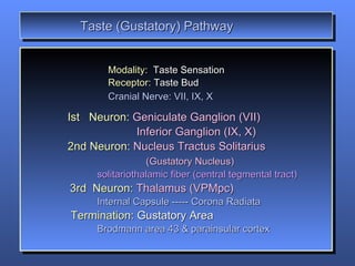 Special Sensory System | PPT