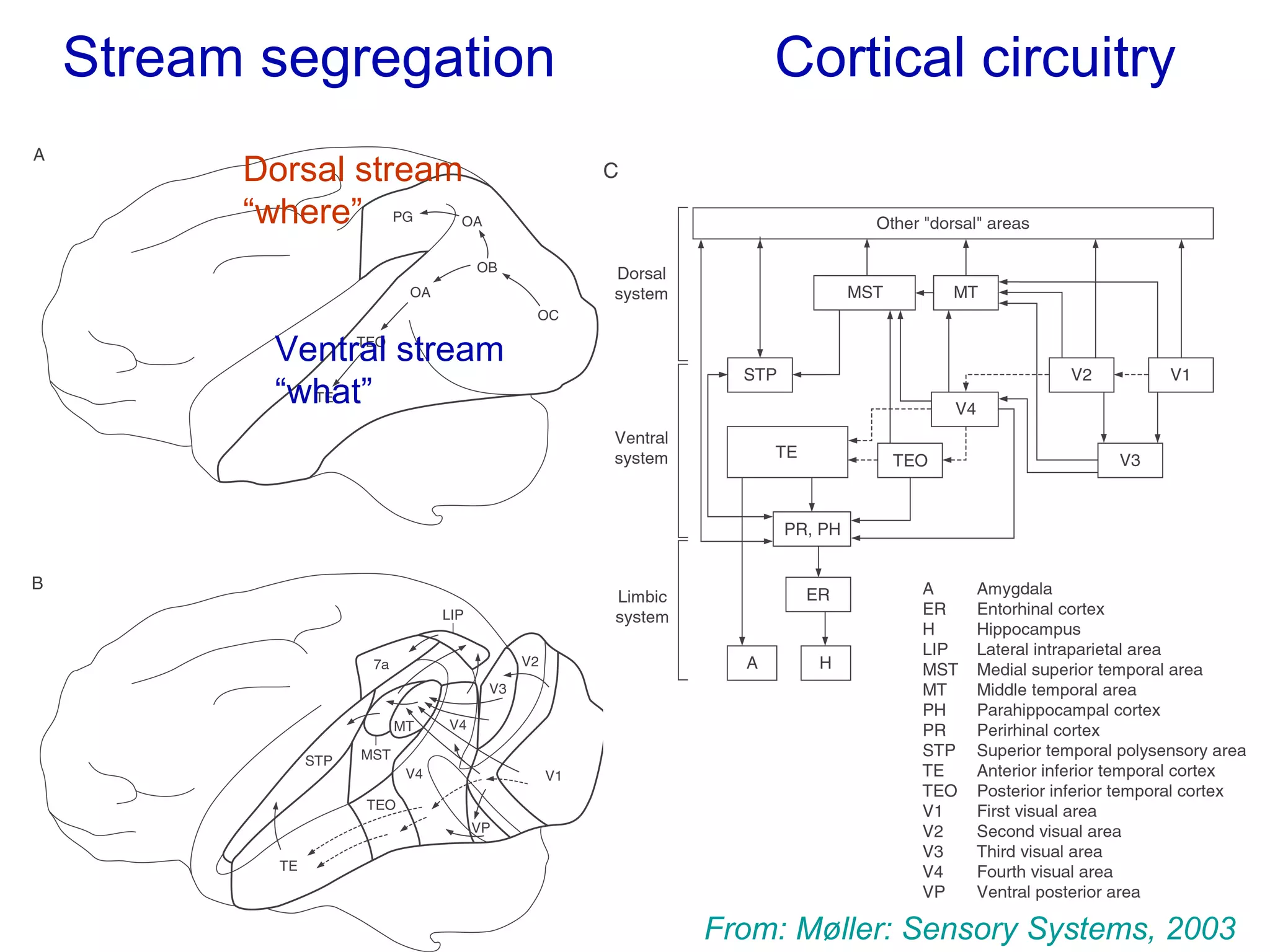 SENSORY SYSTEM AND DISORDERS | PPT