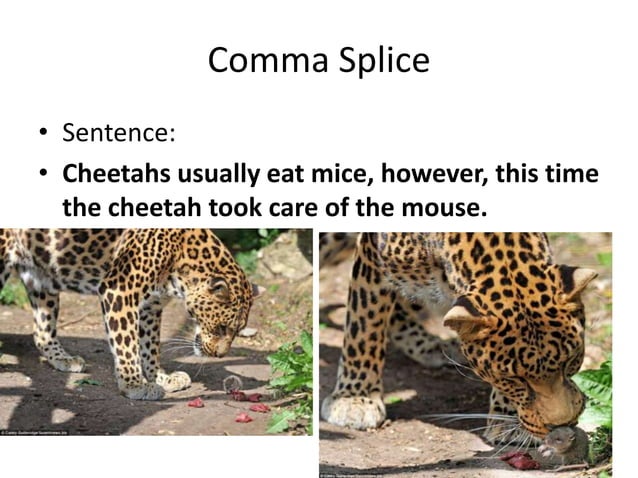 Sentence fragments, fused sentences, comma splices | PPTX