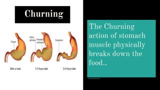 Senthia afroz..digestive system.. | PPT