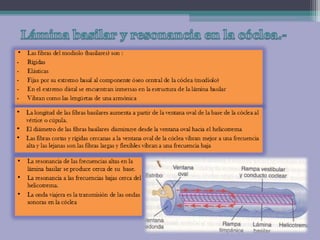 El Sentido de la Audicion | PPT