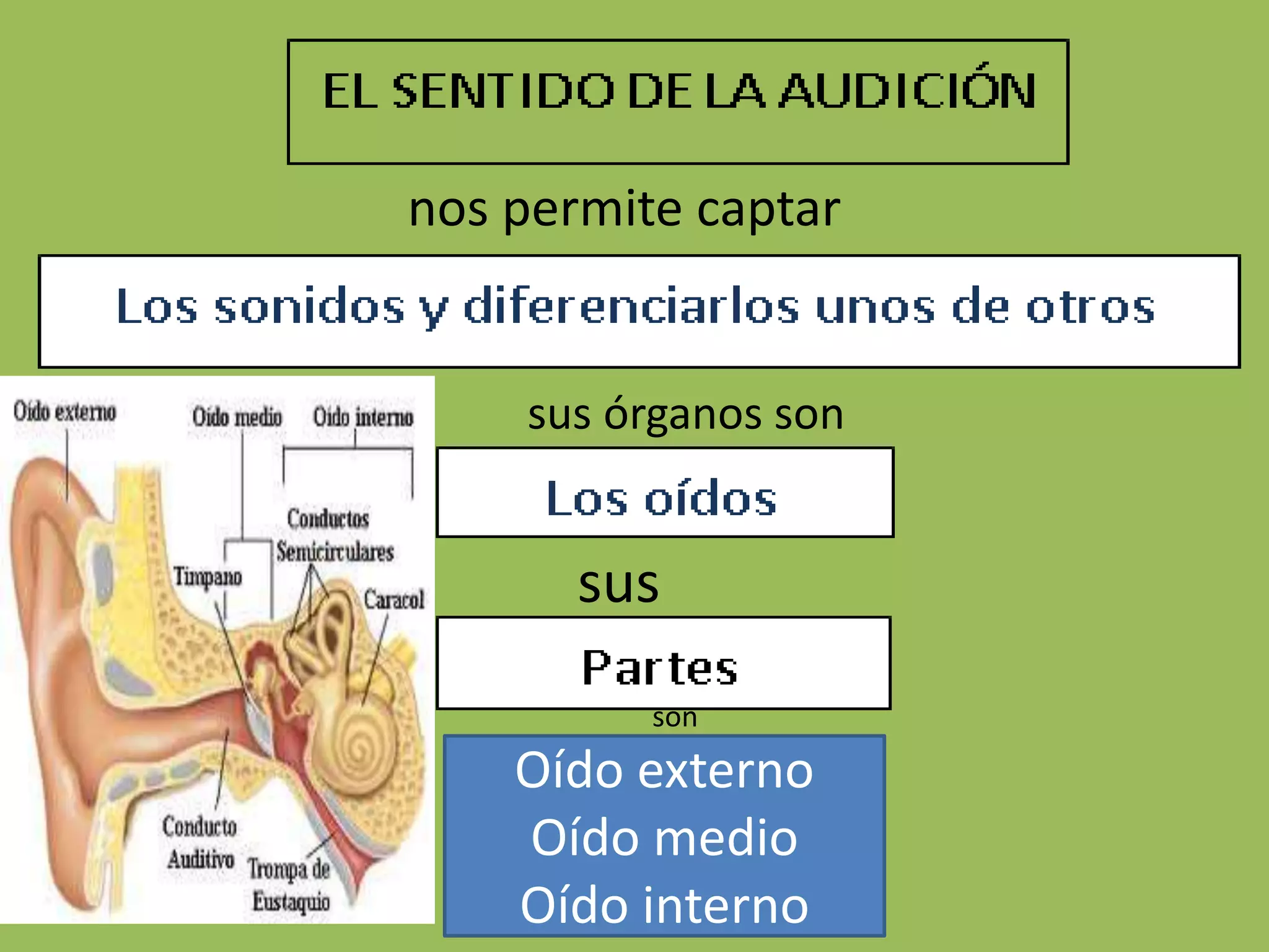 Sentido de la audicion | PPT