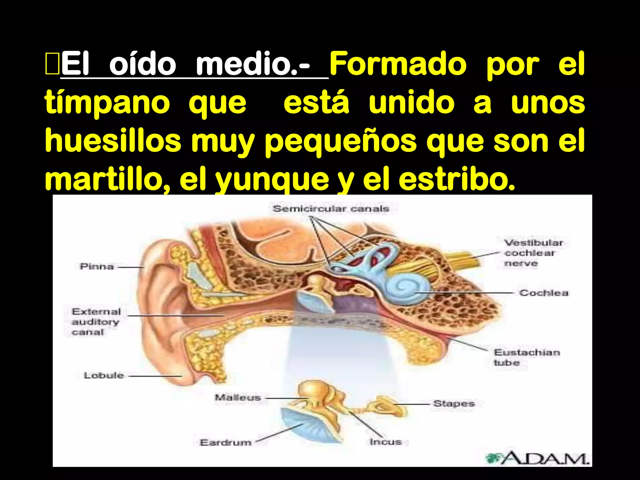 Sentido de la audicion | PPTX