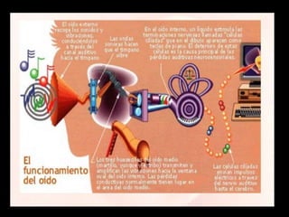 Sentido de la audicion | PPTX