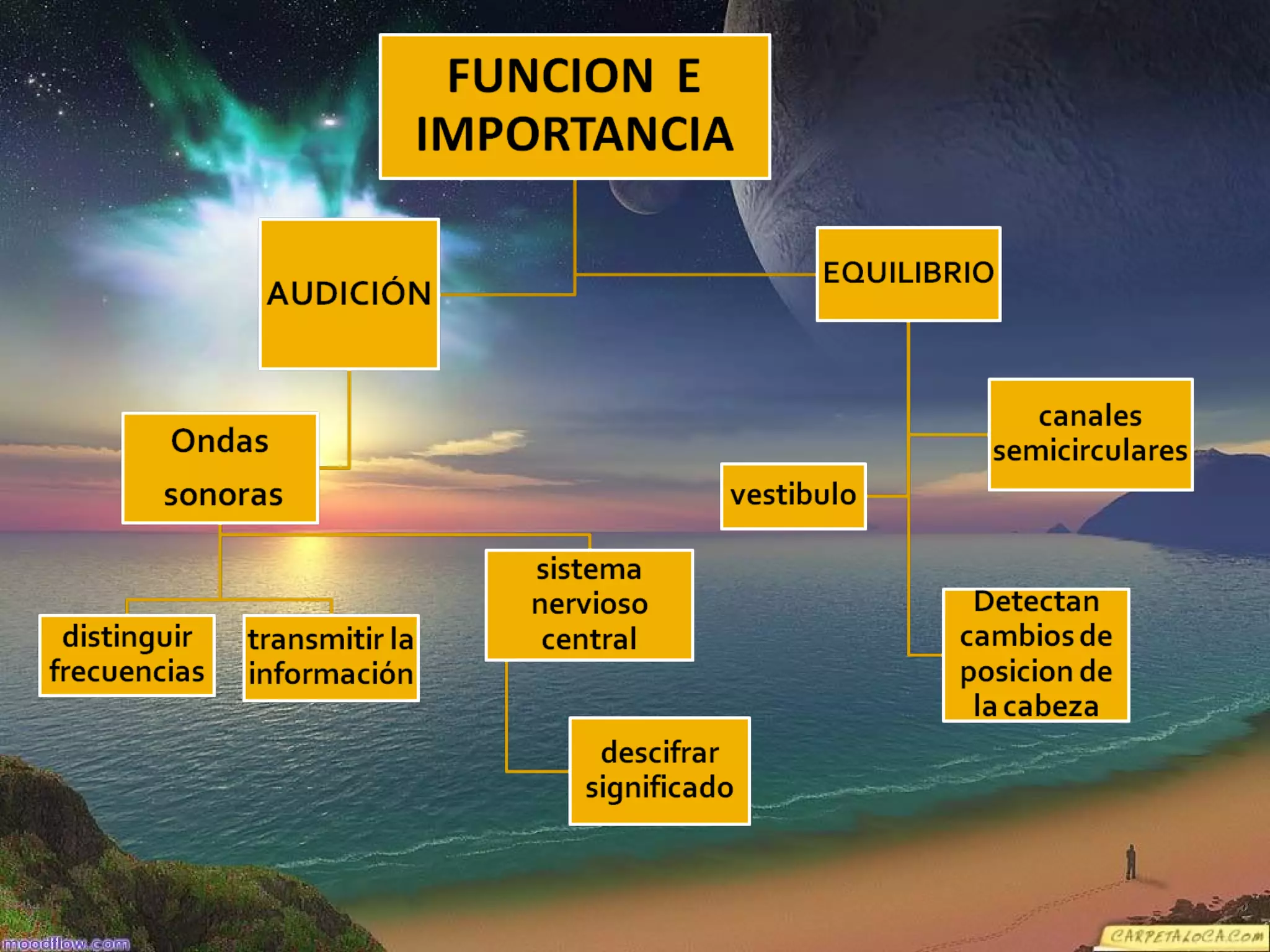 Sentido De La Audicion Tema 52 | PPT