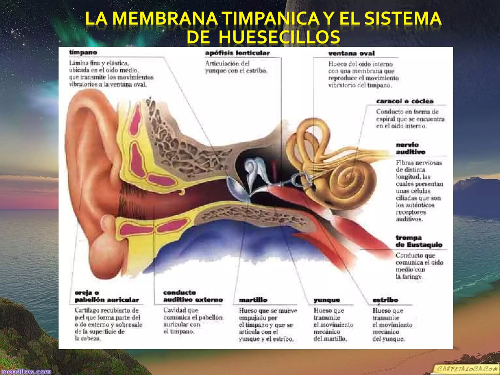 Sentido De La Audicion Tema 52 | PPT